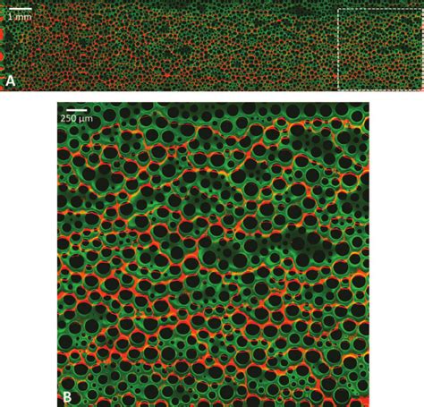 The Interaction Of Biology And Physics Generates Emergent Patterns Of Download Scientific