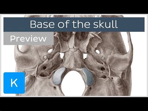 Anatomy Of The Base Of The Skull Normal Anatomy Of The Base Of The