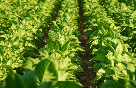 Tobacco Sales Remain In The Billions Despite Price Surges CStore