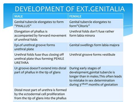 Genital System D Evelopment Ppt