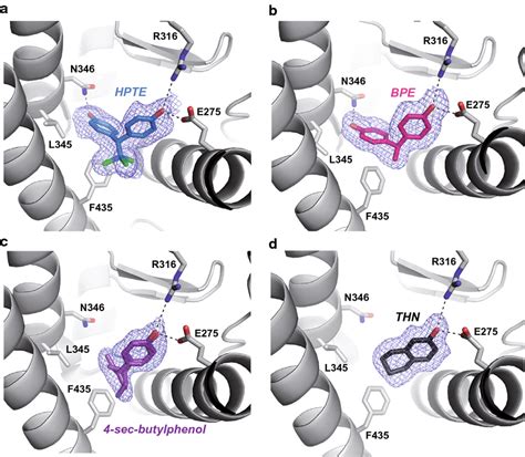 Compounds bind to ERRγ LBD with limited structural impact on its