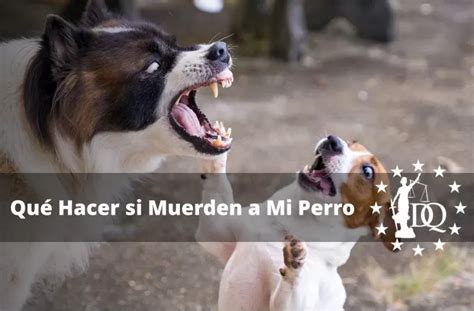 Que Pasa Si Un Perro Te Muerde Legalmente