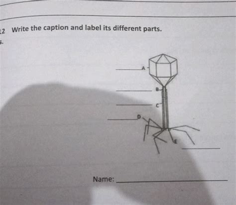 Write The Caption And Label Its Different StudyX