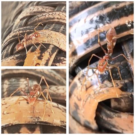 Ant Mimicking Jumping Spider More Info In The Comments R Spiders