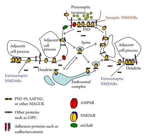 Diagram Illustrating The Synaptic And Extrasynaptic Distributions Of