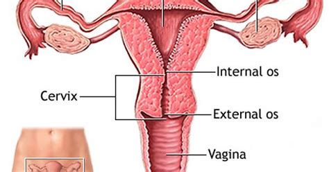 I Teach Sex Ed To Middle Schoolers And Elementary Students Grade 5 7
