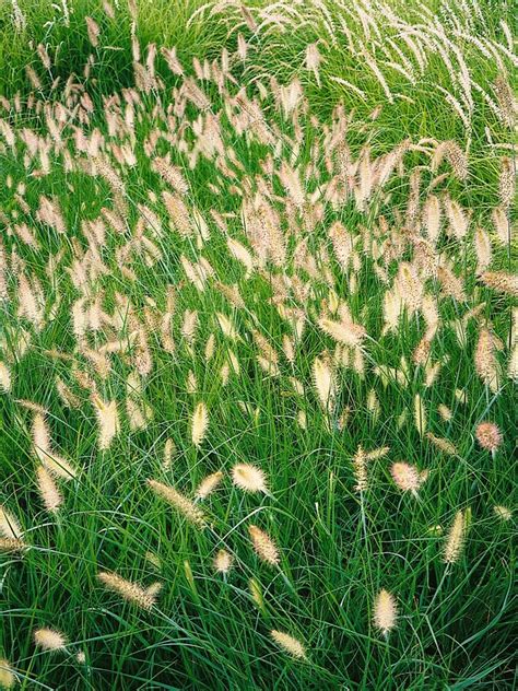 Garten Federborstengras Cassian Pennisetum Alopecuroides Cassian