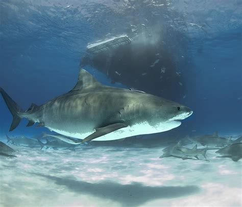Pregnant Shark
