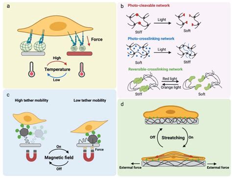 Stimuli‐responsive Materials For Dynamic Regulation Of Cell Behaviors