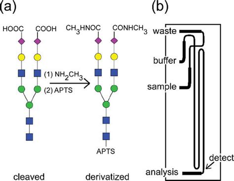 N Glycans Are Attached To Protein Backbones Through N Acetylglucosamine Download Scientific