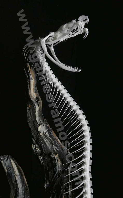Black Mamba 2019 Skeleton Galileo Ramos Art With Skeletons
