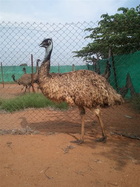 Emu Farming Guide July 2011