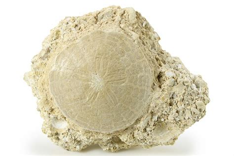 2 9 Fossil Sand Dollar Scutella France 264732 For Sale