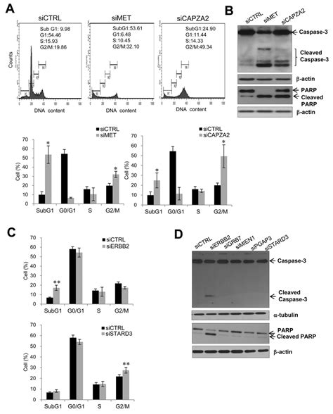 Effect Of Sirna Mediated Knockdown Of Genes Co Amplified With Met Or