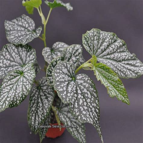 Begonia Snowfall In The Begonias Database