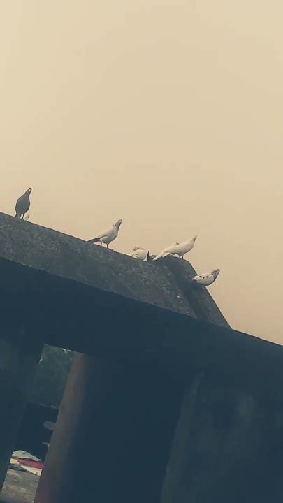 Kabutar Lovers 🕊️♥️ Kabutar Bazz Birds Pigeon Kabutar Shorts