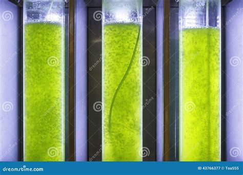 Photobioreactor In Algae Fuel Biofuel Industry Algae Fuel Or Algal