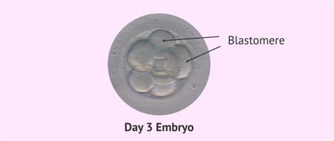What Is A Blastomere
