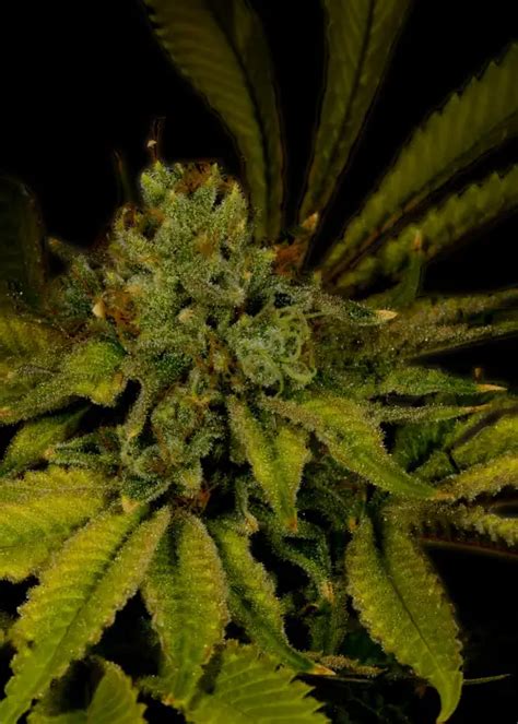 Maui Wowie Cannabis Strain Information Growdiaries