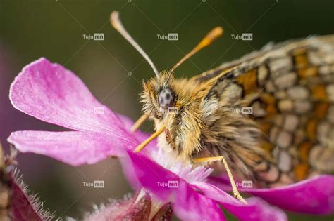 格兰维尔贝母melitaeacinxia美丽的花朵花卉背景蝴蝶免抠素材模板下载 图巨人