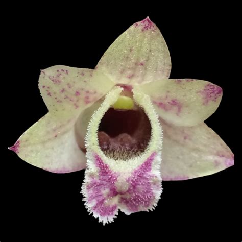 Dr Bills Orchids Llc