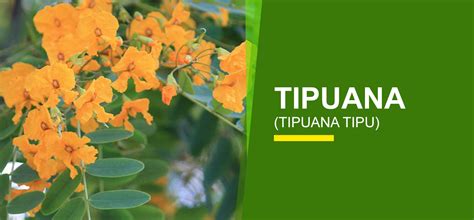 Tipuana Online India Buy Tipuana Garden World