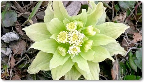 春を告げる山菜 おにおんぼうず