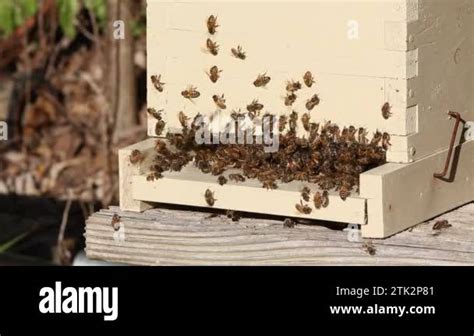 Nucleus Hive Stock Videos And Footage Hd And 4k Video Clips Alamy
