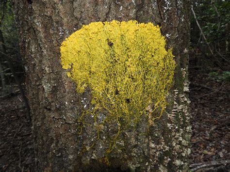 About Physarum Polycephalum Maryland Biodiversity Project
