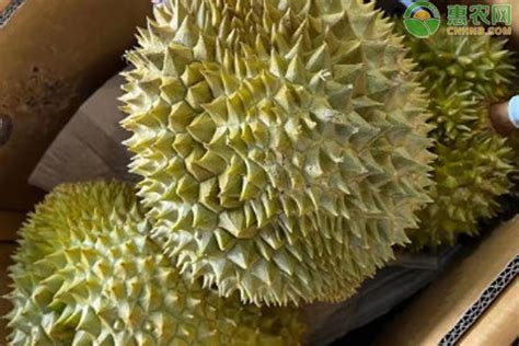 现在金枕榴莲大概多少钱一斤 惠农网