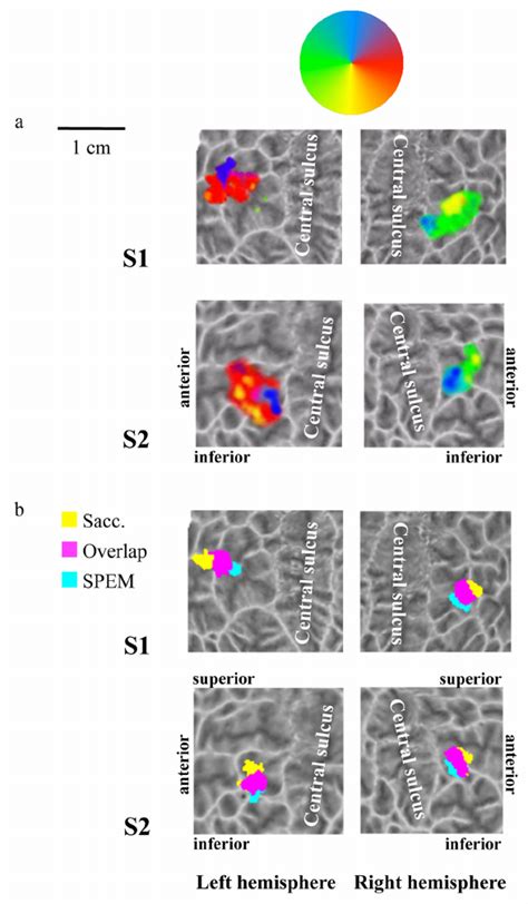 Topographic Maps And Eye Movement Representation In Frontal Cortex Download Scientific Diagram