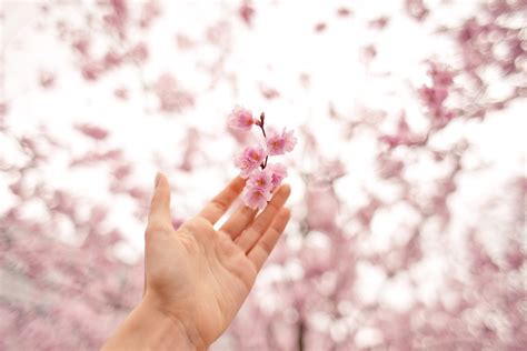 배경 화면 피사계 심도 소유 꽃들 자연 애정 빨간 사진술 분기 벚꽃 보케 담홍색 감정 봄 피부 색깔