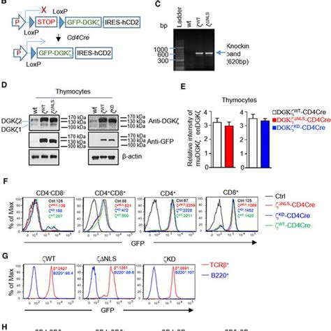 Generation Of Wt And Mutant Dgkζ Transgenic Mice A Schematic