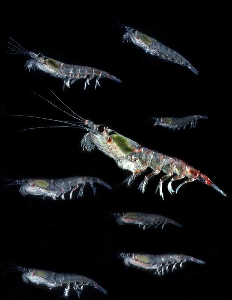 Krill Fishing And Conservation In The Southern Ocean British