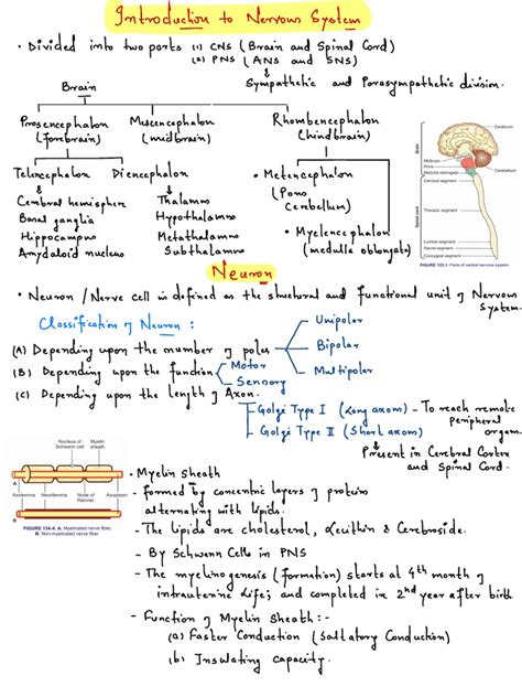 Introduction To Nervous System Pdf