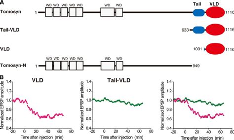 Different Inhibitory Effects Of Tomosyn Fragments On Synaptic