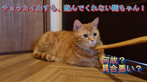 猫動画翔ちゃんの成長記生後300日目2F廊下でチョッカイ出すも 具合悪い YouTube