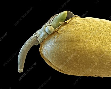 Germinating Wheat Sem Stock Image B7870384 Science Photo Library