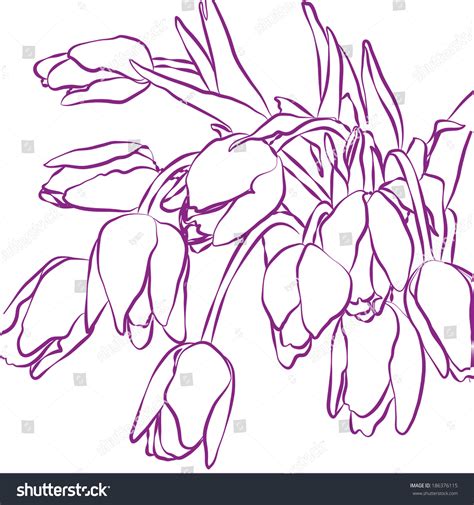 Flower Flora Spring Vector Drawing Sketch Stock Vector Royalty Free 186376115 Shutterstock