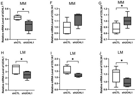 Pivotal Role Of Ubiquitin Carboxyl Terminal Hydrolase L1 Uchl1 In