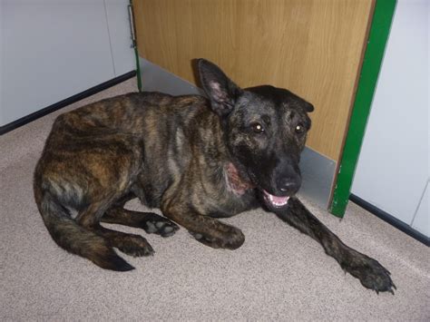 What Causes Open Wounds On Dogs