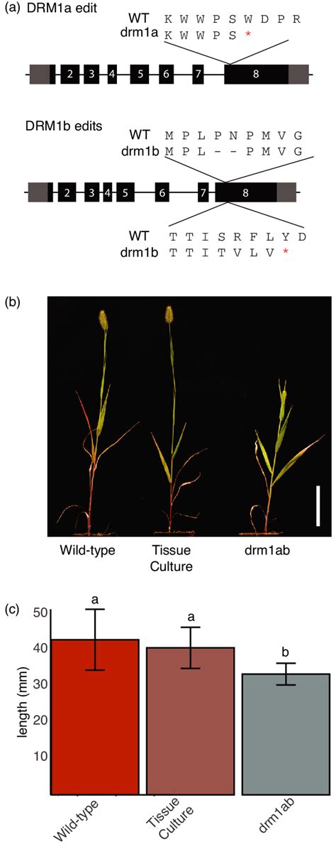 Isolation Of Loss Of Function Alleles For Drm Genes In Setaria Viridis