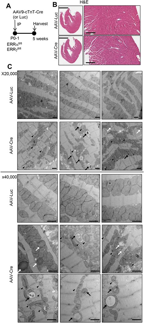 A Critical Role For Estrogen Related Receptor Signaling In Cardiac