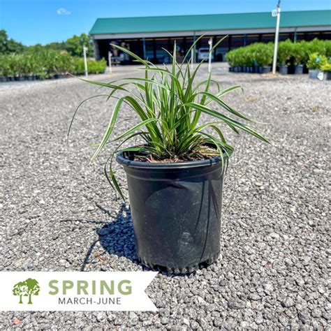 Ice Dance Japanese Sedge Carex Morrowii Ice Dance Shepherdssupply