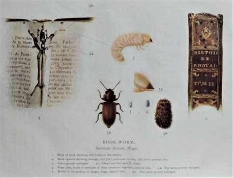 Bookworm Roughly Daily