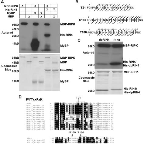A Receptor Like Cytoplasmic Kinase Phosphorylates The Host Target Rin4 Leading To The