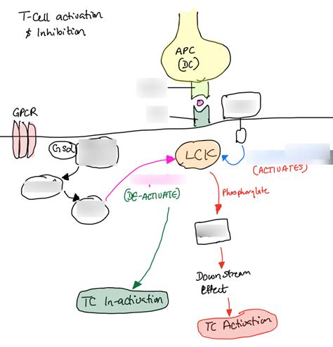 Schaubild T Cell Activation And Inhibition Quizlet