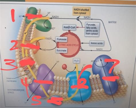 Chapter Biochem Flashcards Quizlet