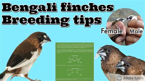 Society Finches Male Or Female