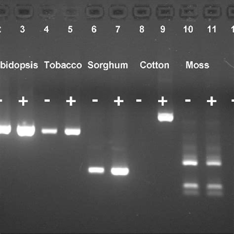 Procedure Of The High Throughput Dna Extraction Method Download Table